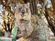Quokka Habitat