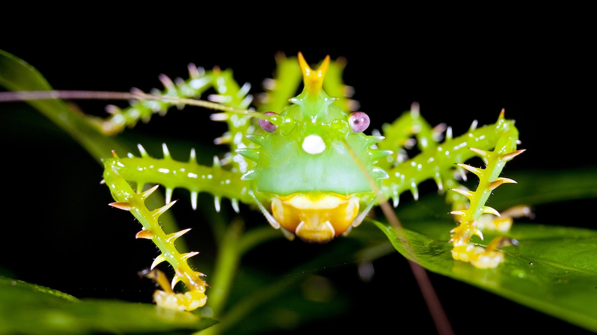 Wacky Weekend: Bizarre Bugs