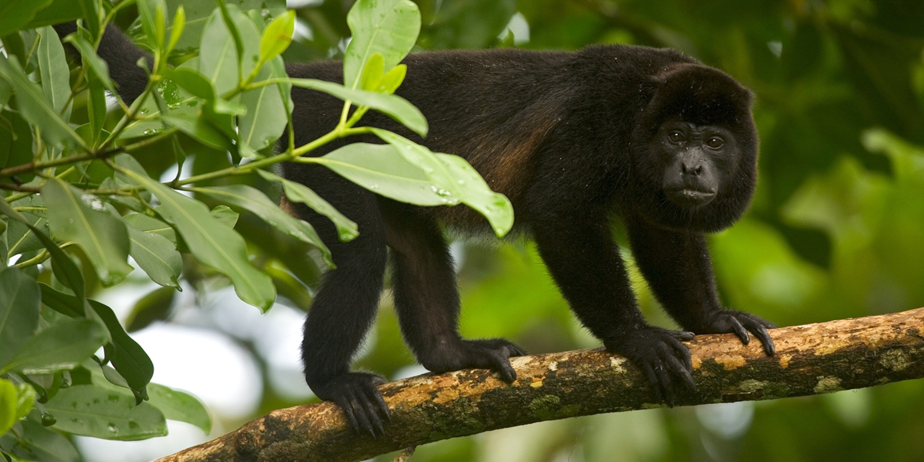 Tropical Rainforest Monkey