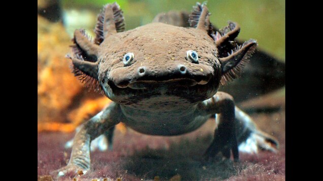 Meet The Axolotl: The Mexican Walking Fish | atelier-yuwa.ciao.jp