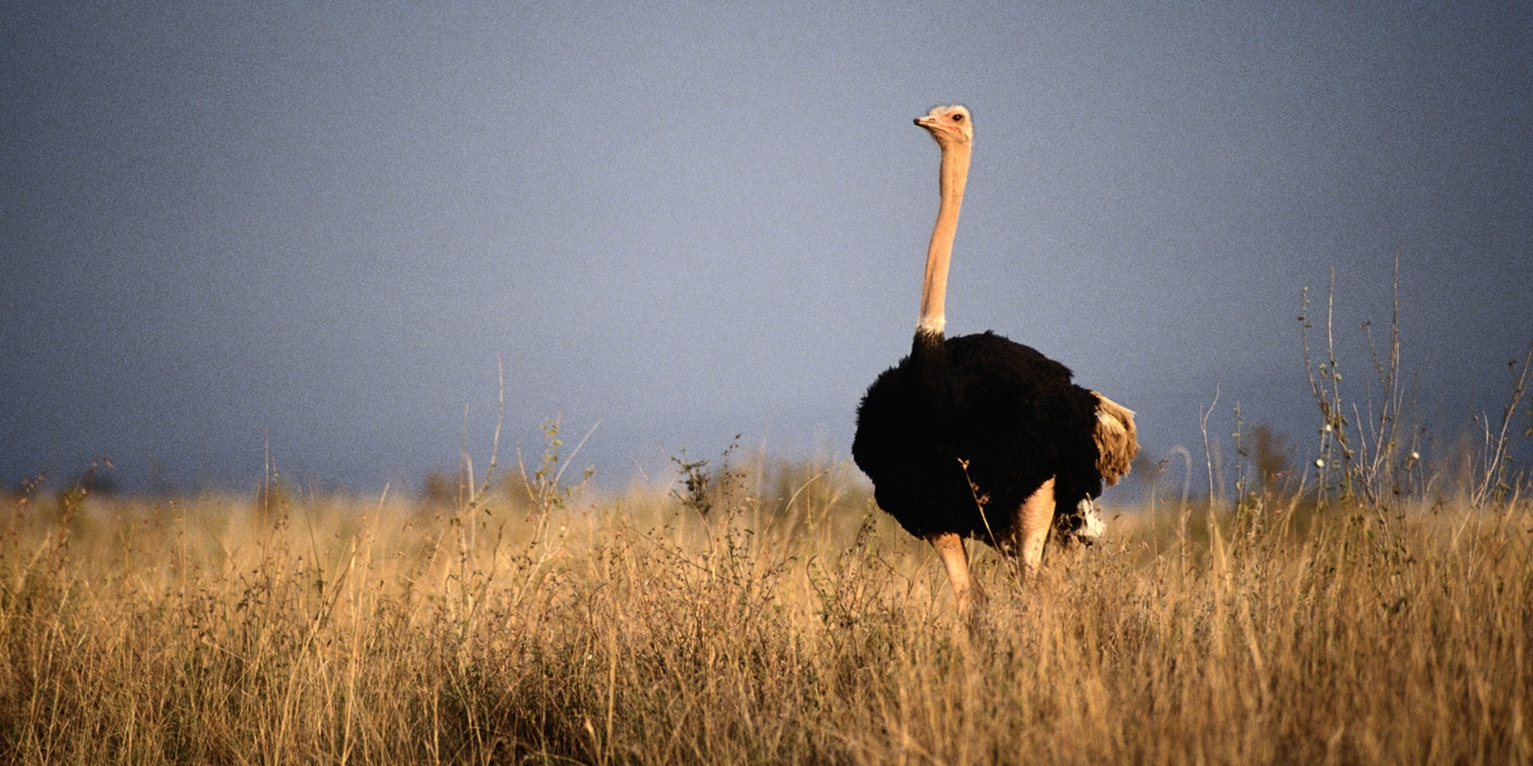 Ostrich Head In Sand National Geographic