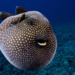 Giant Puffer Fish Puffed Up
