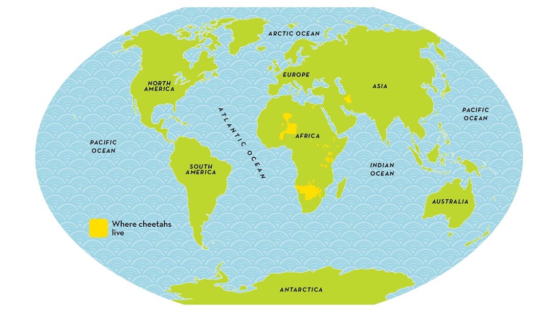 Asiatic Cheetah Map Cheetah Wikiwand
