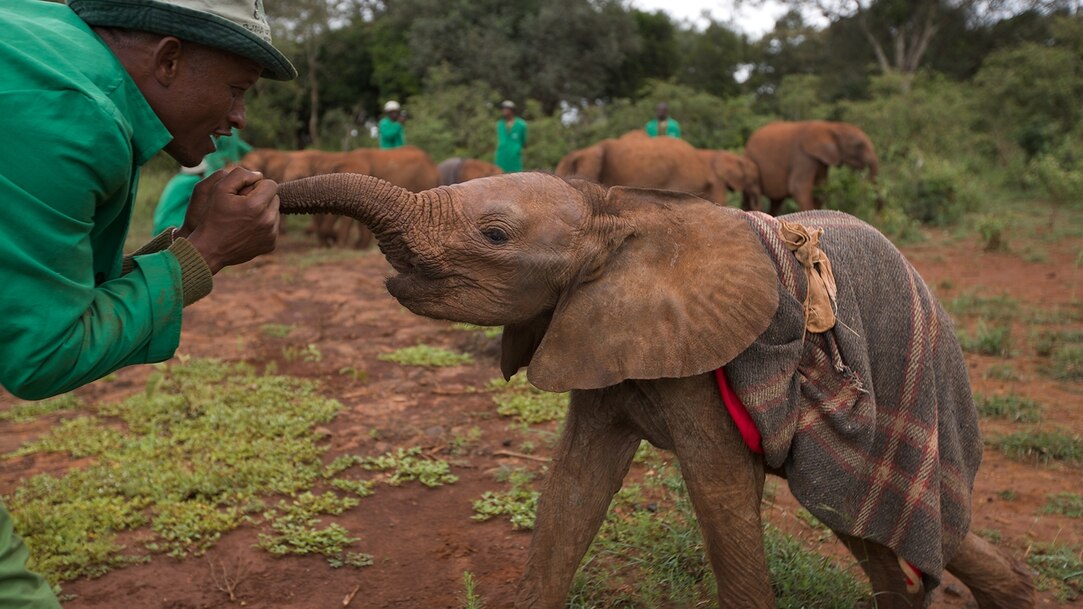 Pictures Of Elephants For Kids
