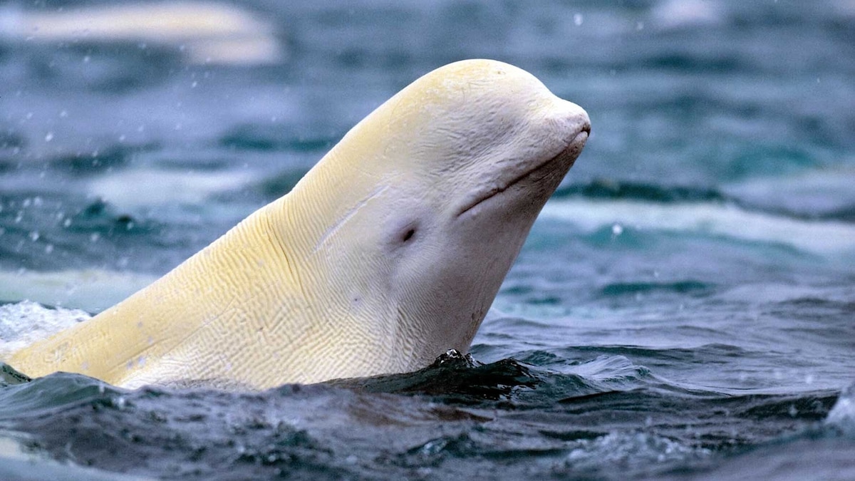 Beluga Whale