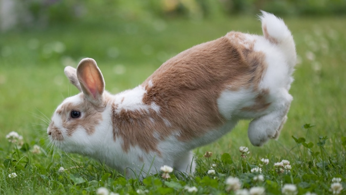Moment of Rabbit | National Geographic Kids