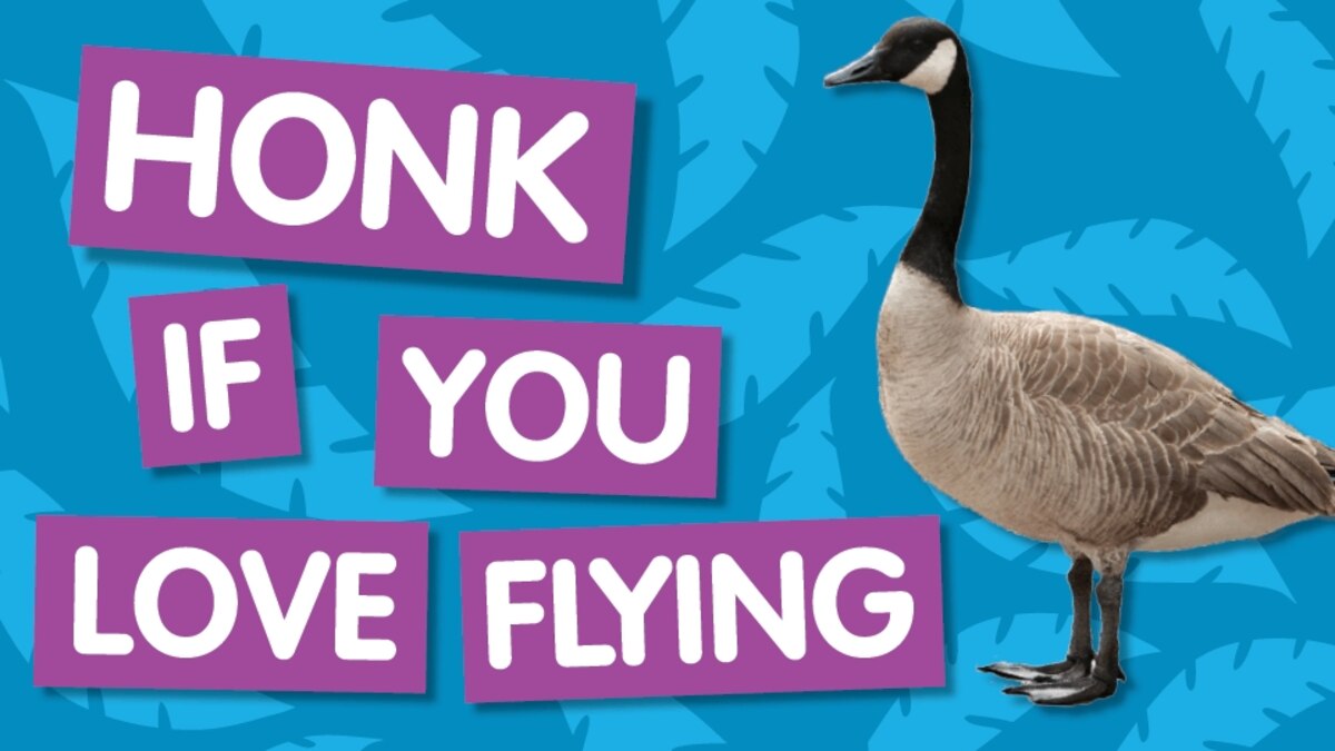 Amazing Animals: Honk If You Love Flying | National Geographic Kids