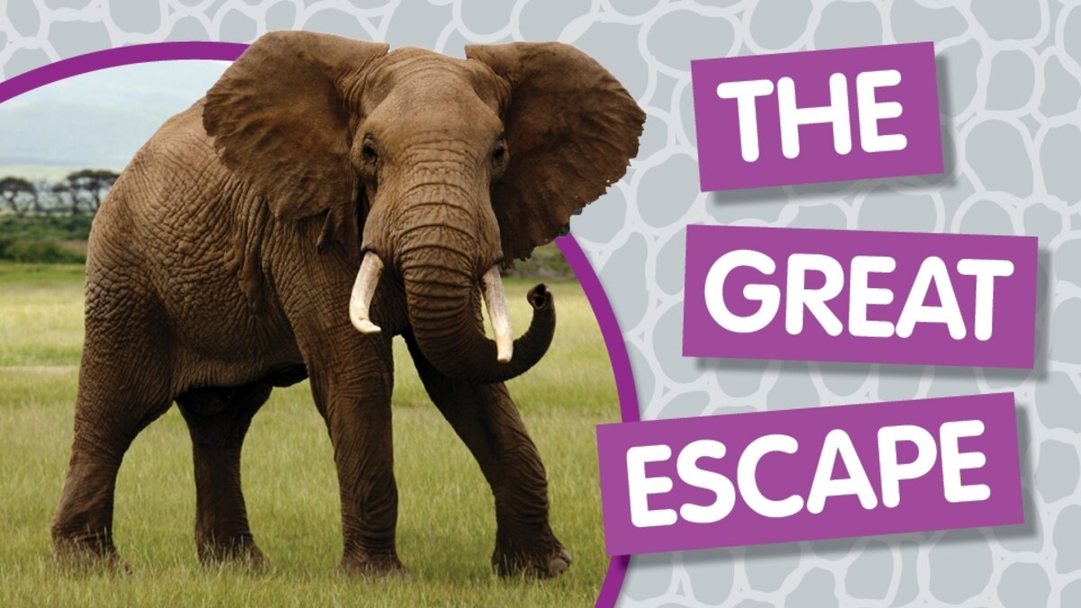 Amazing Animals: The Great Escape | National Geographic Kids
