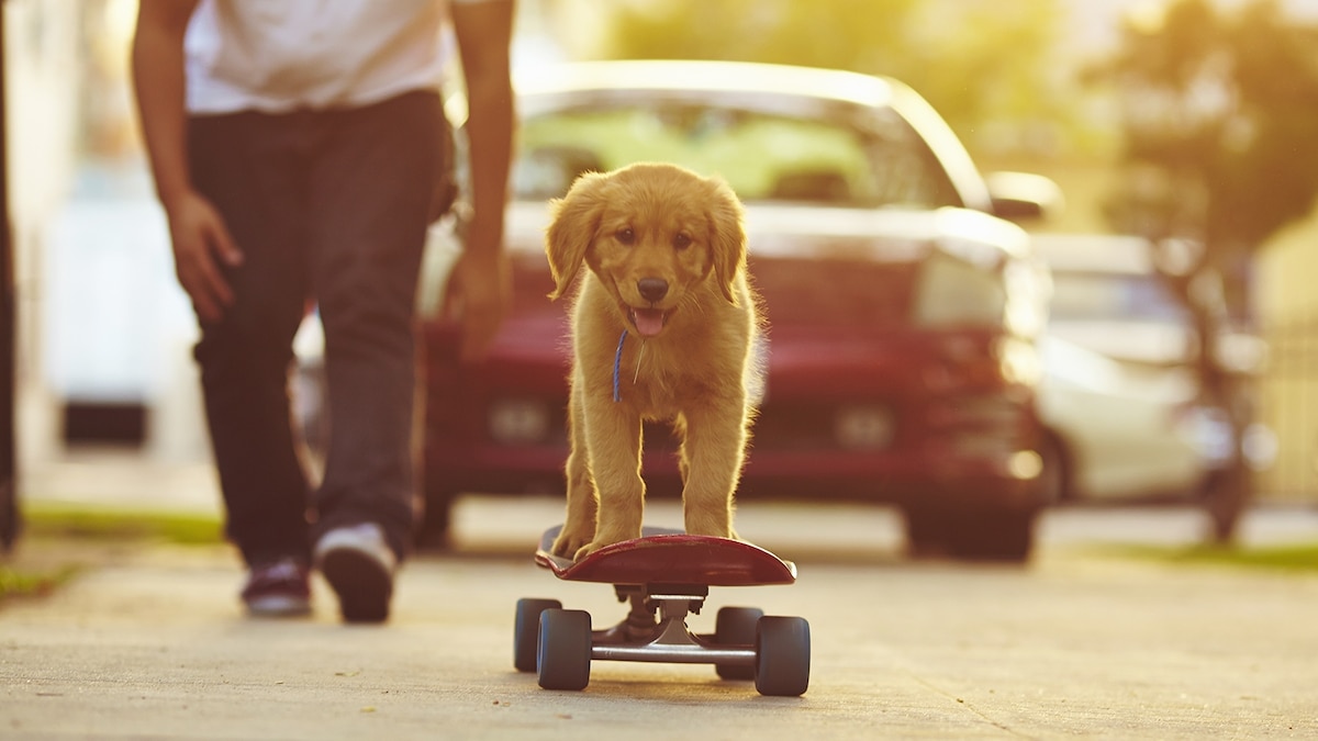 Wacky Weekend: Zany Pets