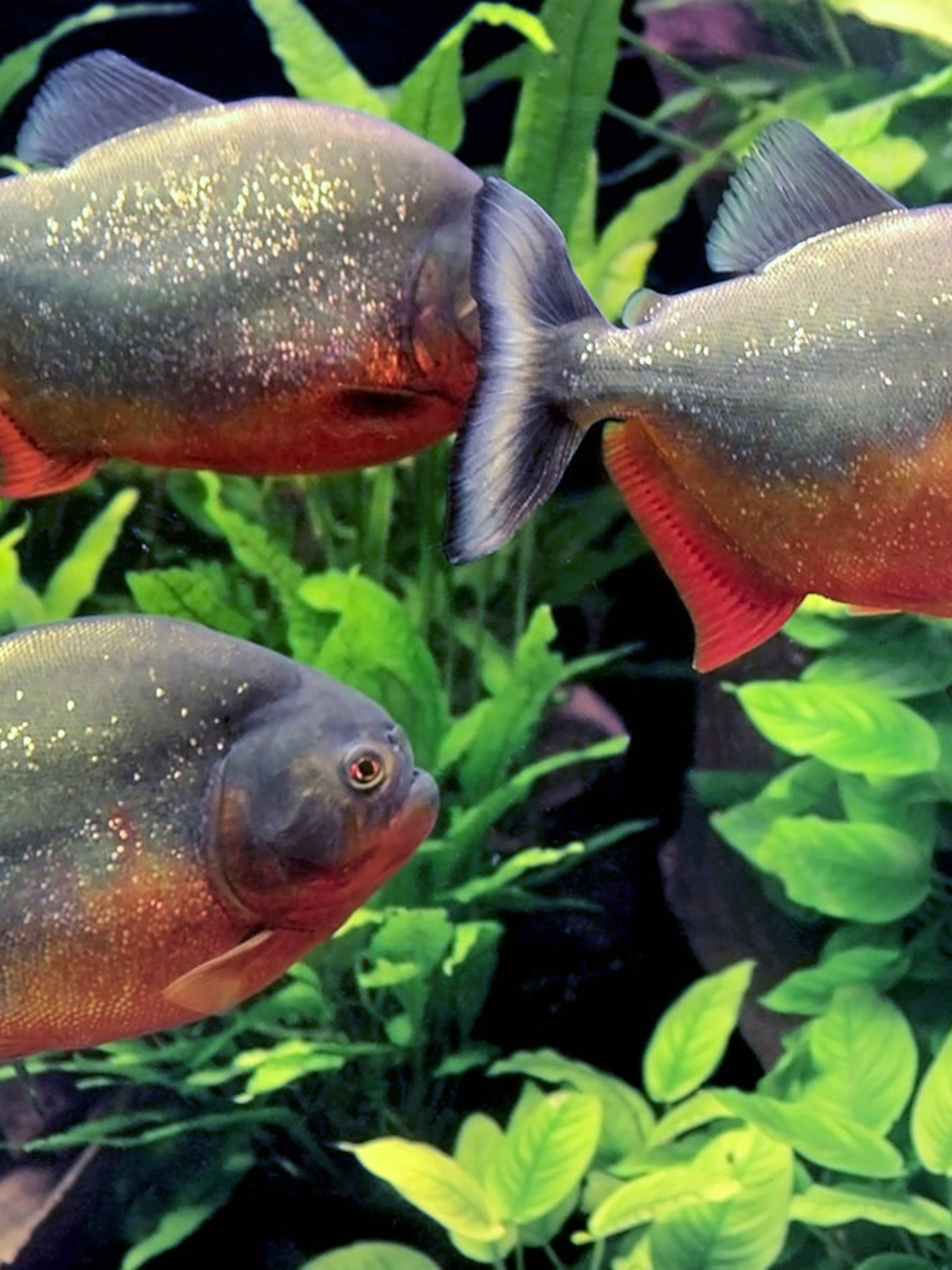 Red Bellied Piranha Habitat