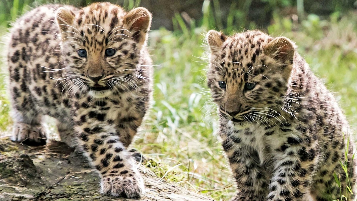 Amur Leopard | National Geographic Kids
