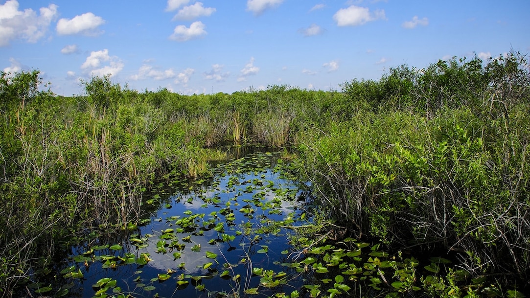 Everglades Wetland