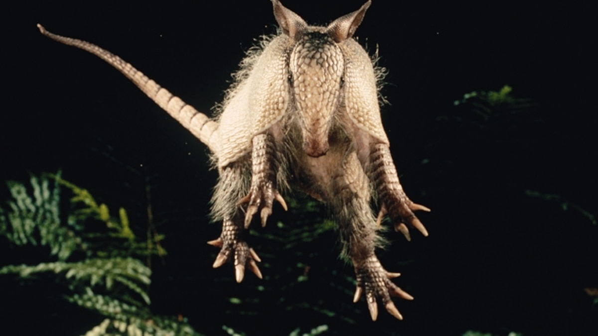 5 reasons why armadillos are awesome