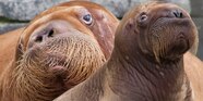 Baby Arctic Walrus Baby Arctic Walrus