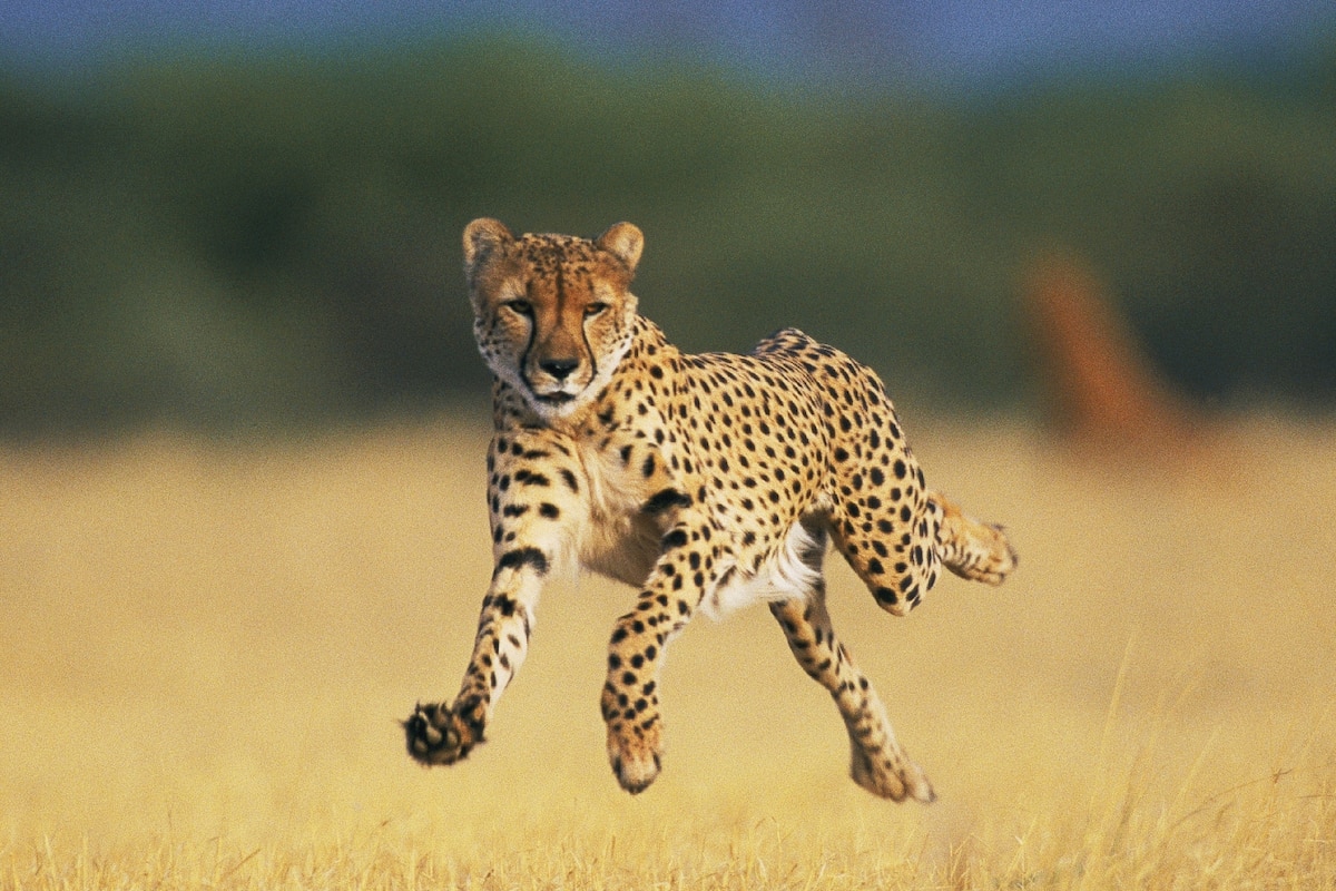 New 60 Amazing Animals
