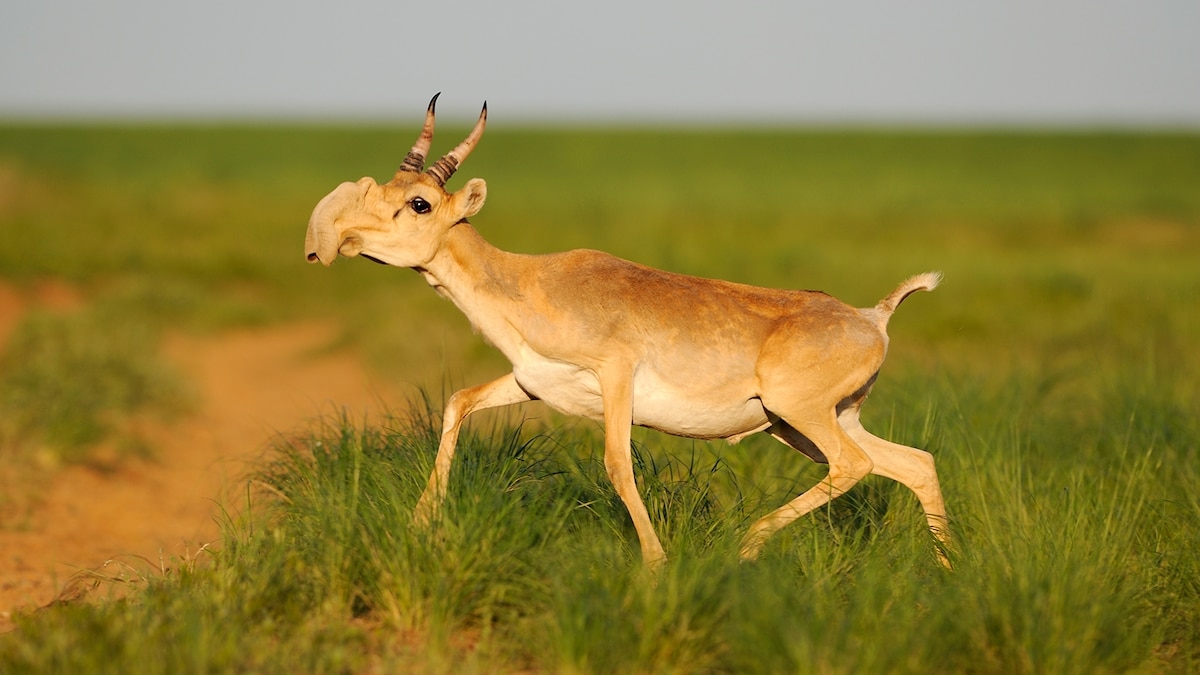 Wacky Weekend: Nifty Noses | National Geographic Kids