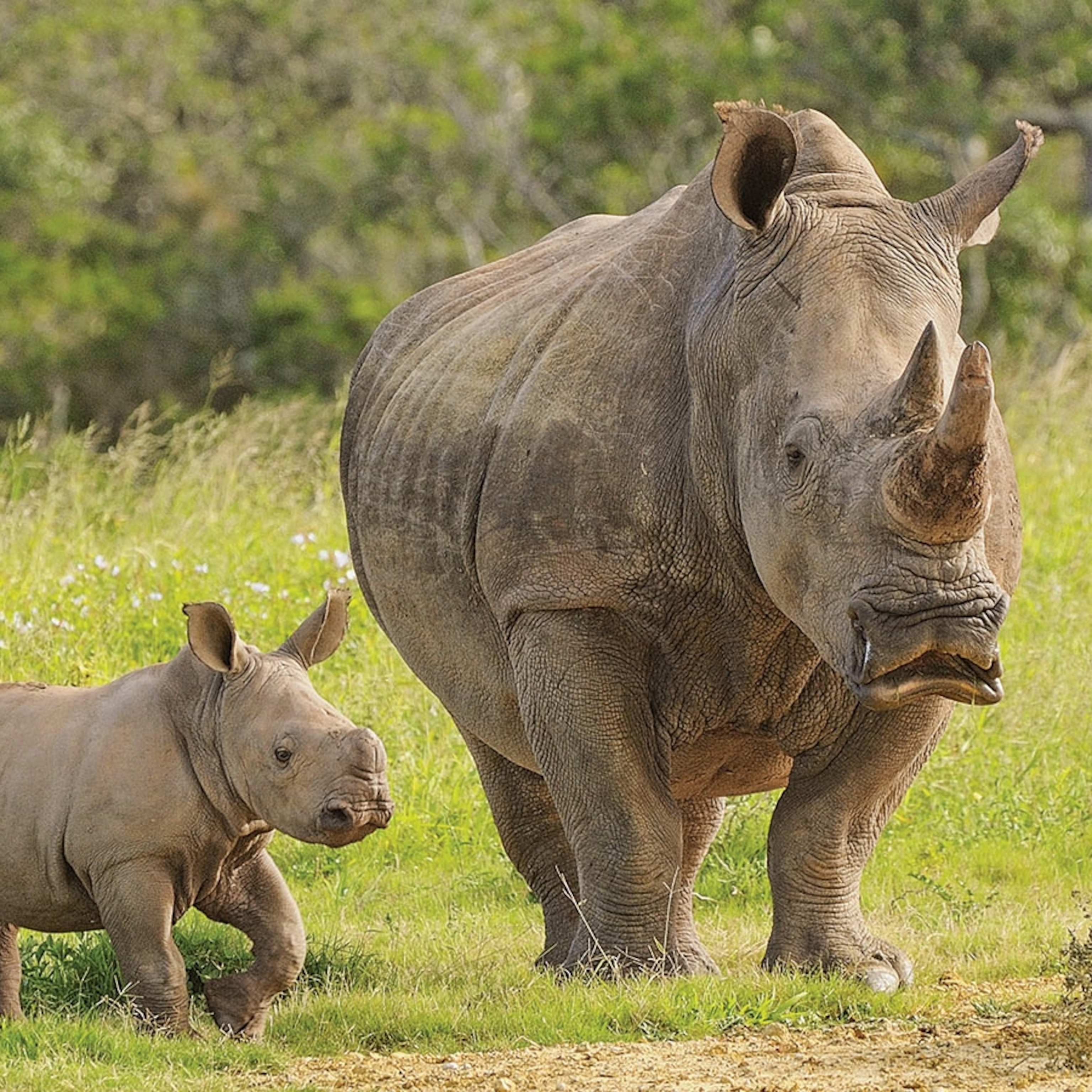 Baby White Rhino