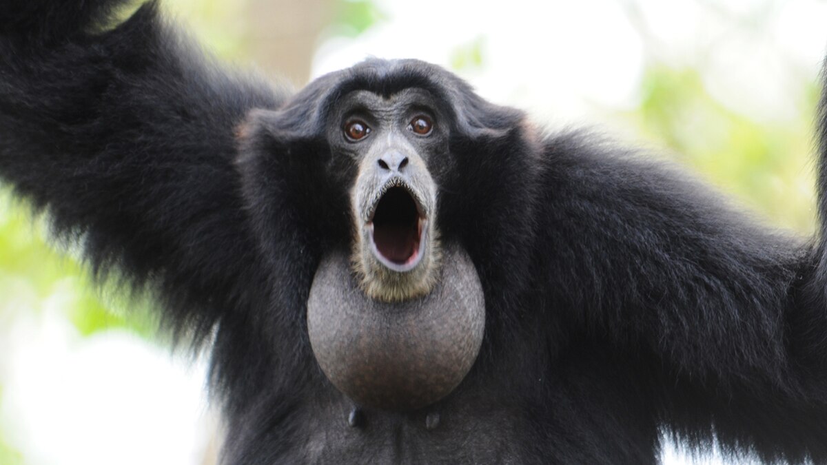 Wacky Weekend: Asian Animals