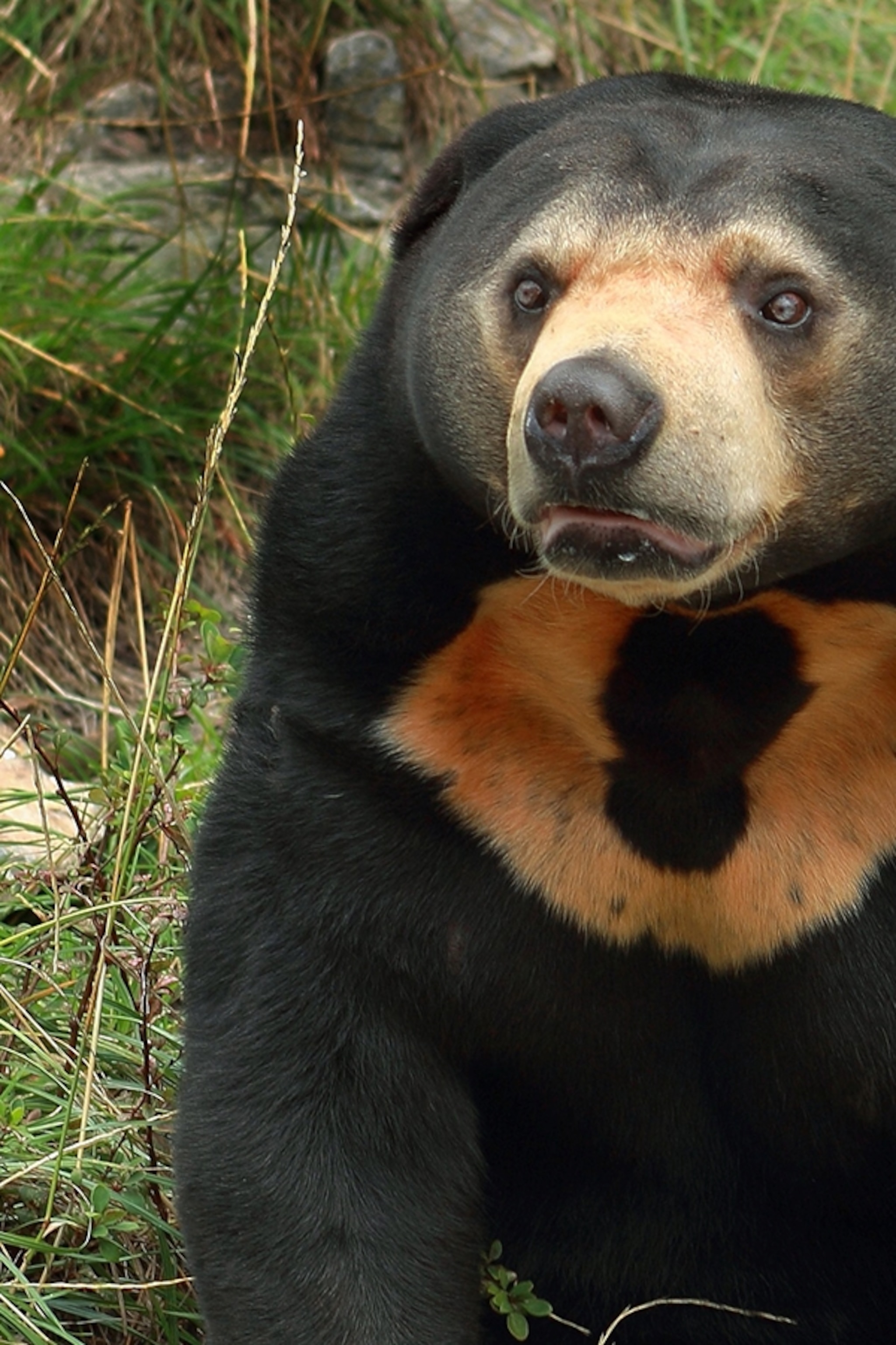 Sun Bear