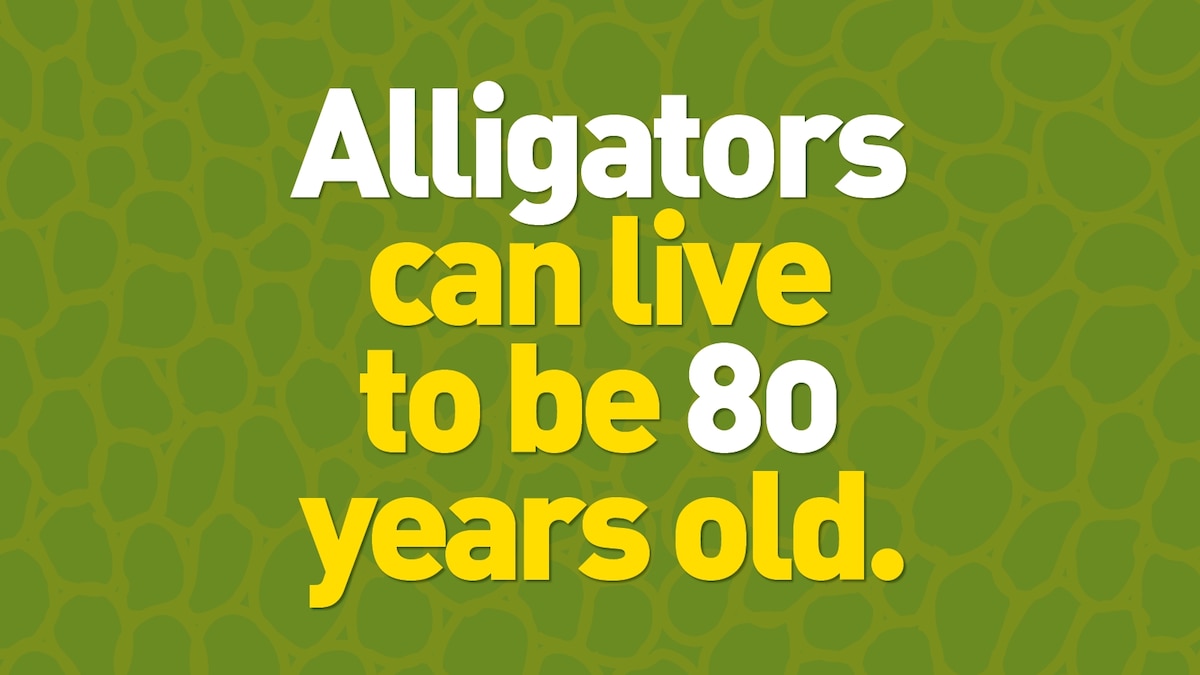 Weird But True!: Animals | National Geographic Kids