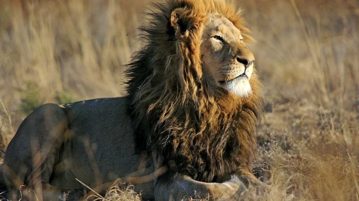 10 cool reasons to save lions