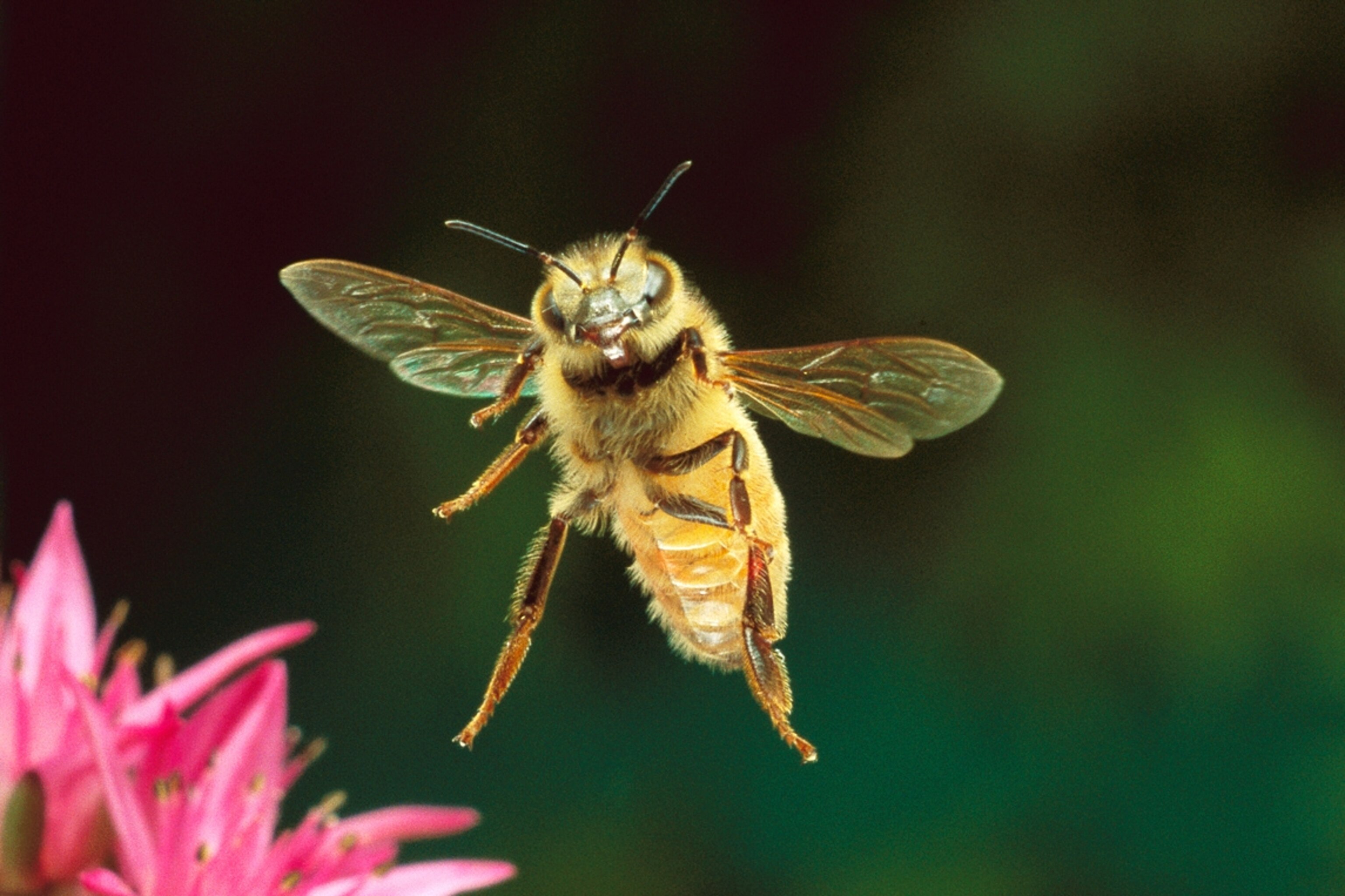 Helping kids overcome their fear of sharks and other ‘scary’ animals