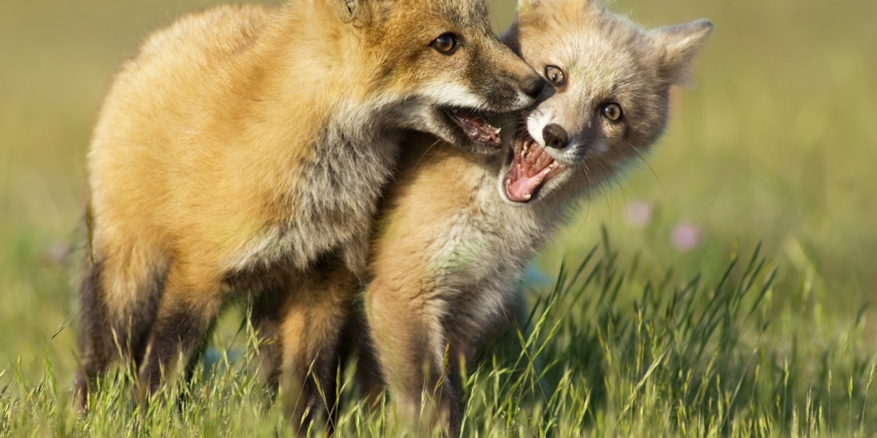 Youth Foxes Real Name