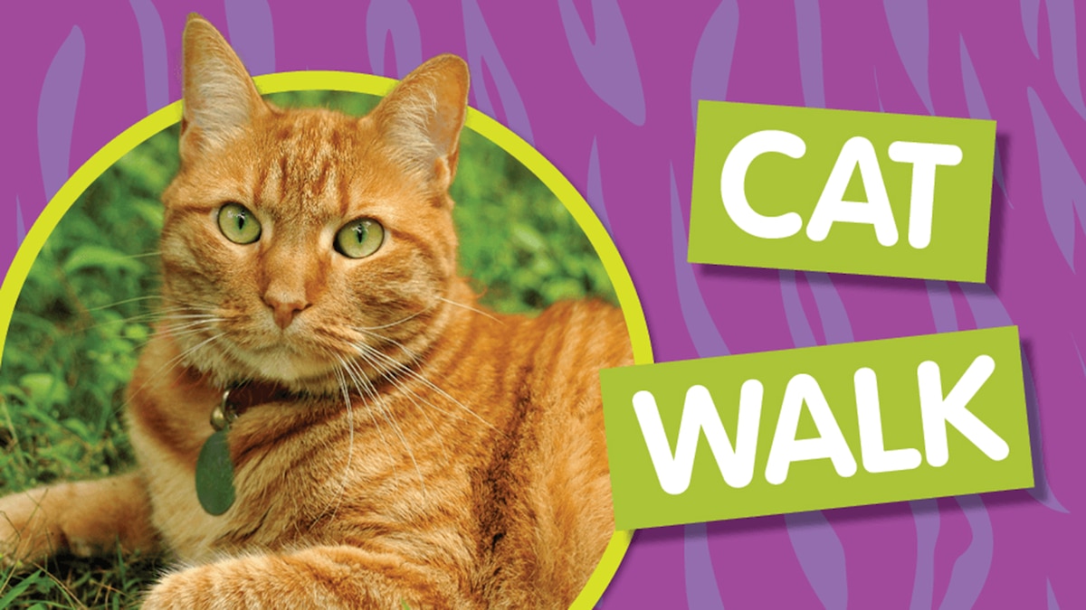Amazing Animals: Cat Walk | National Geographic Kids