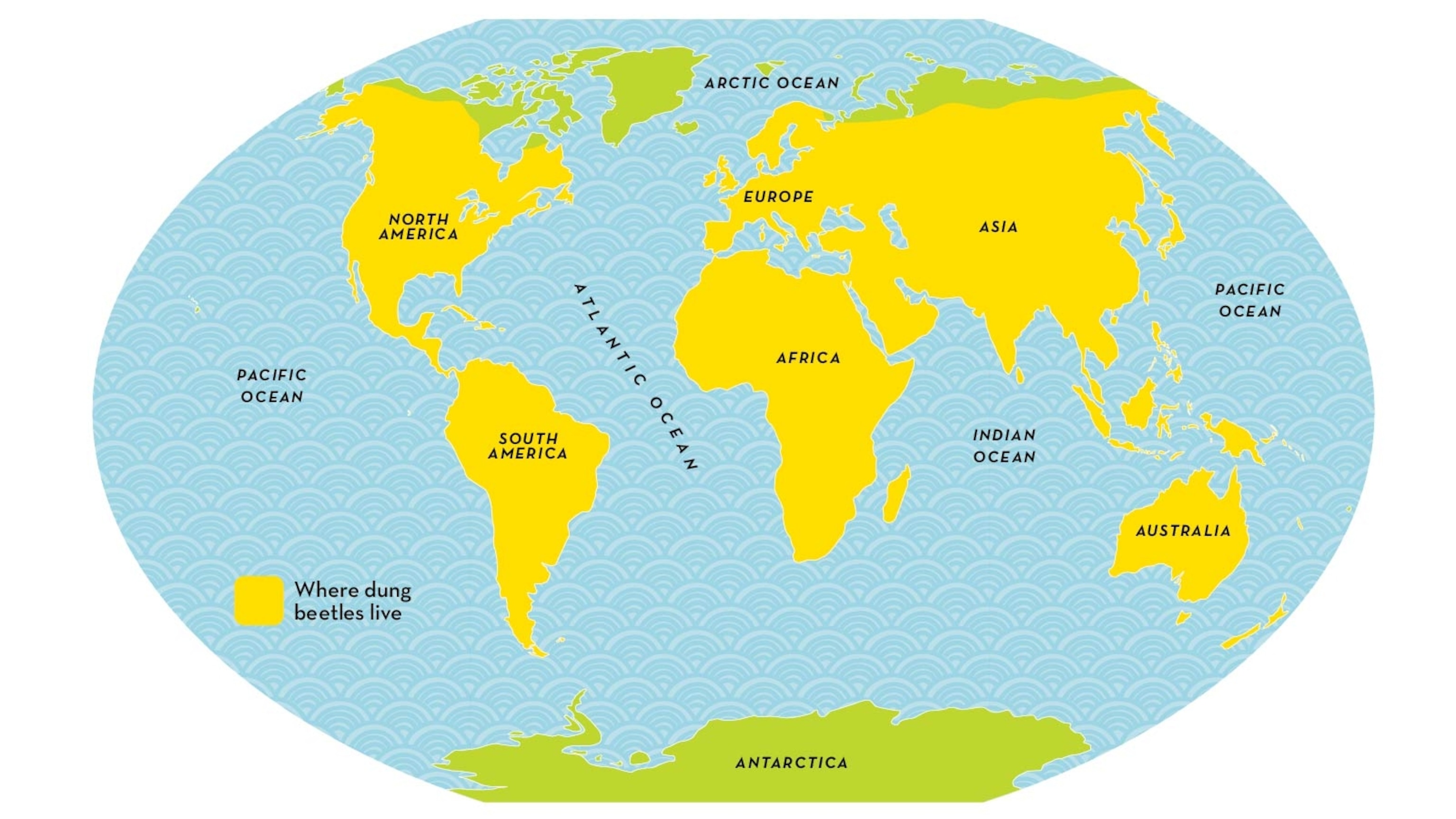 Dung Beetle Map Dung Beetles In Australia | National Museum Of