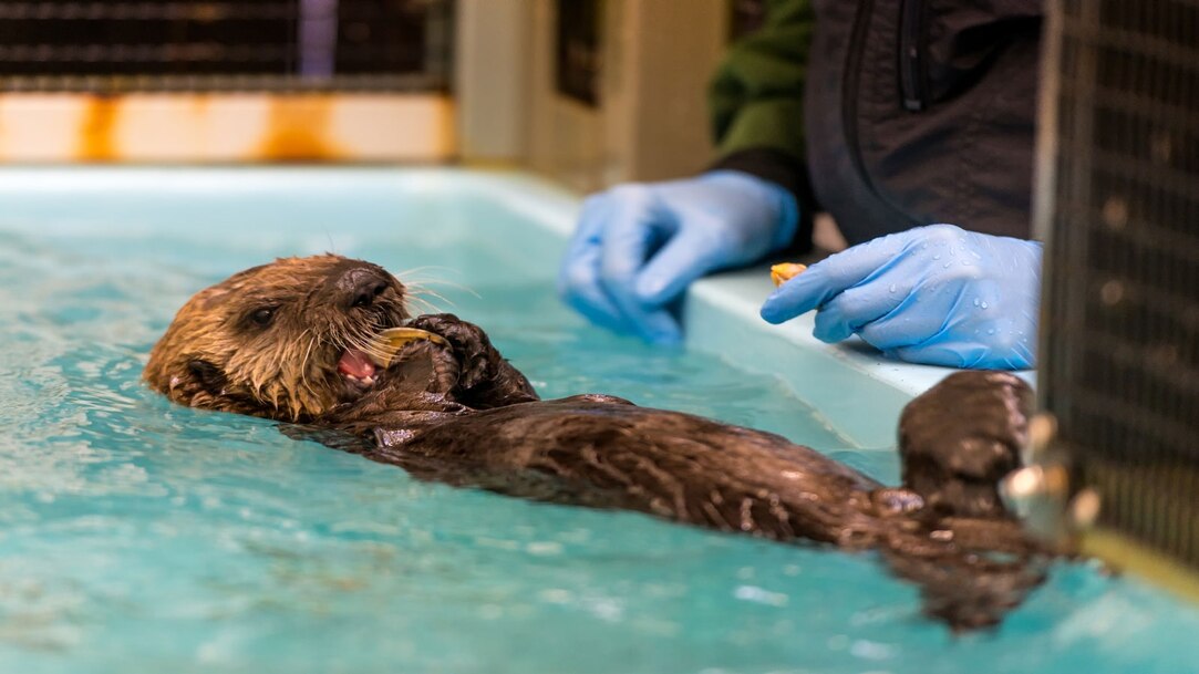 Sea Otter Swimming Pool