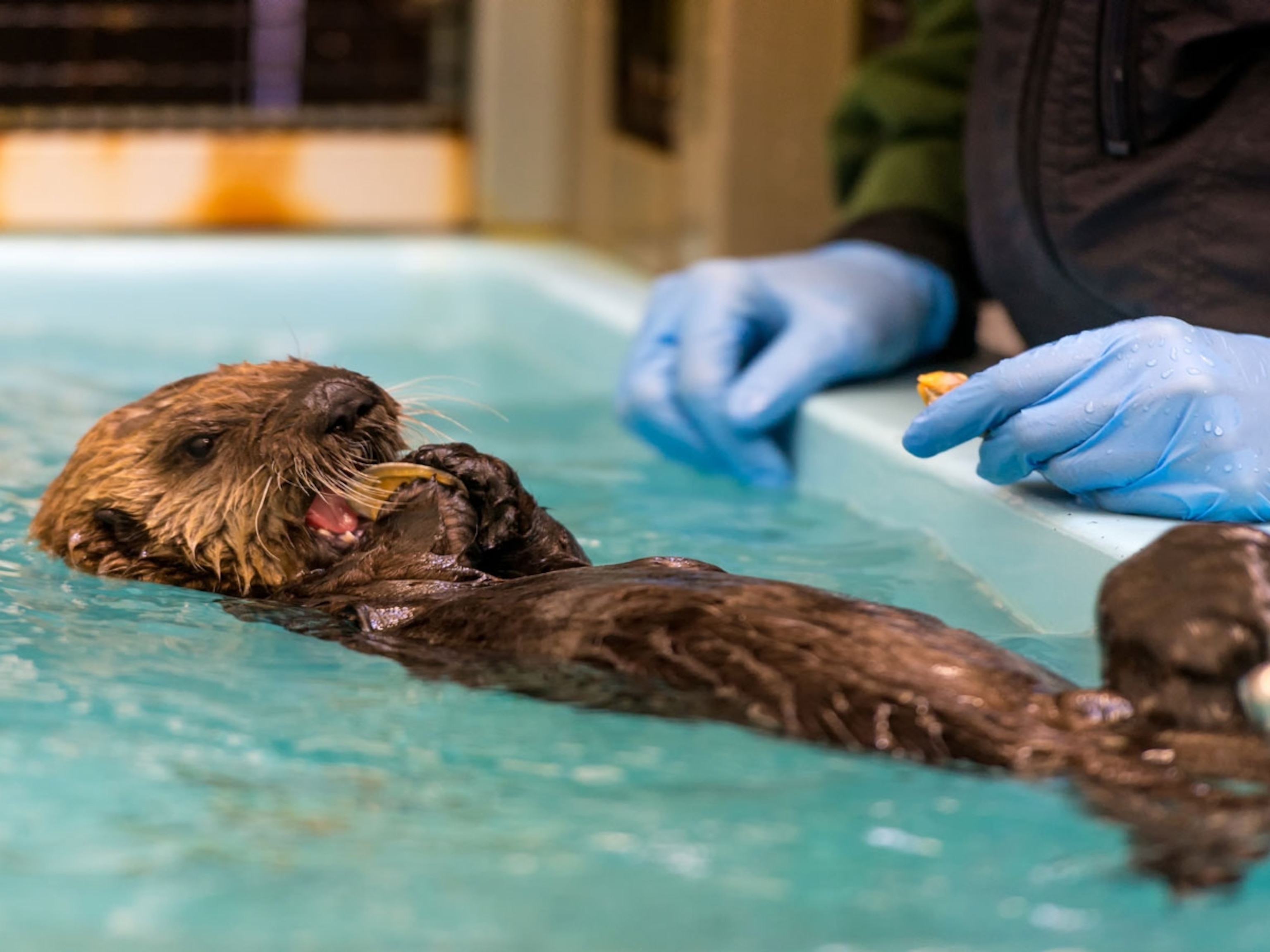 Otter Pups Swimming