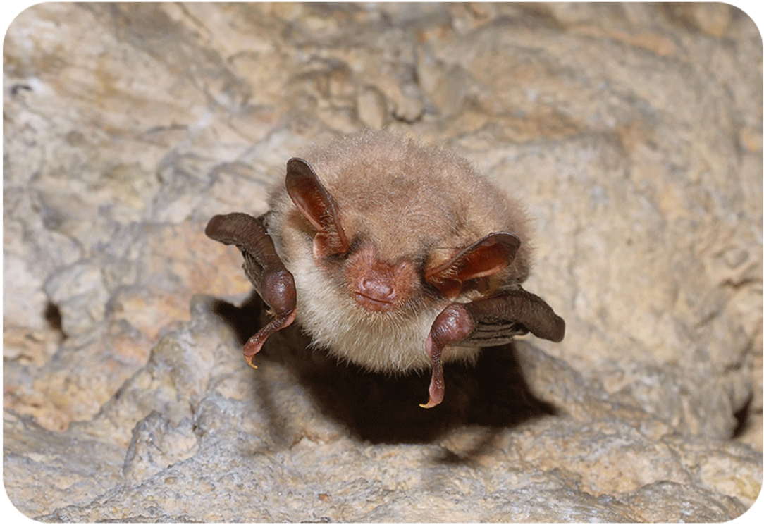 Top 10 Facts About Bats Always Learning