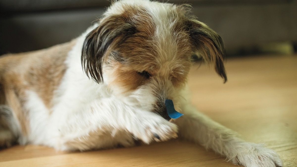 Dog Science Unleashed | National Geographic Kids