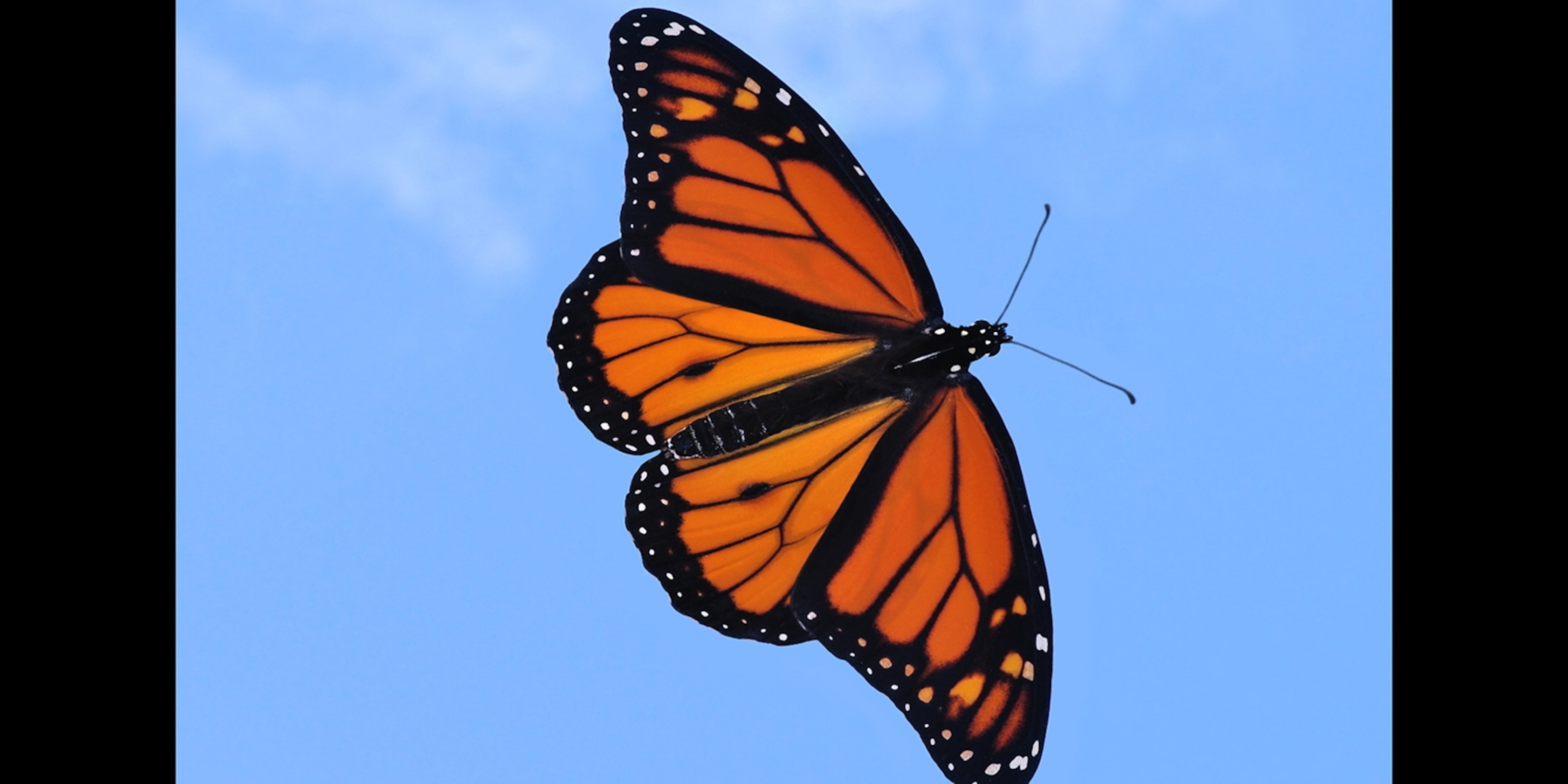 Real Butterflies Flying