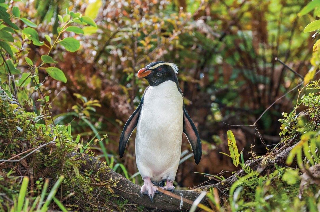 Pichuers Penguin The Penguin Lessons (2024) IMDb