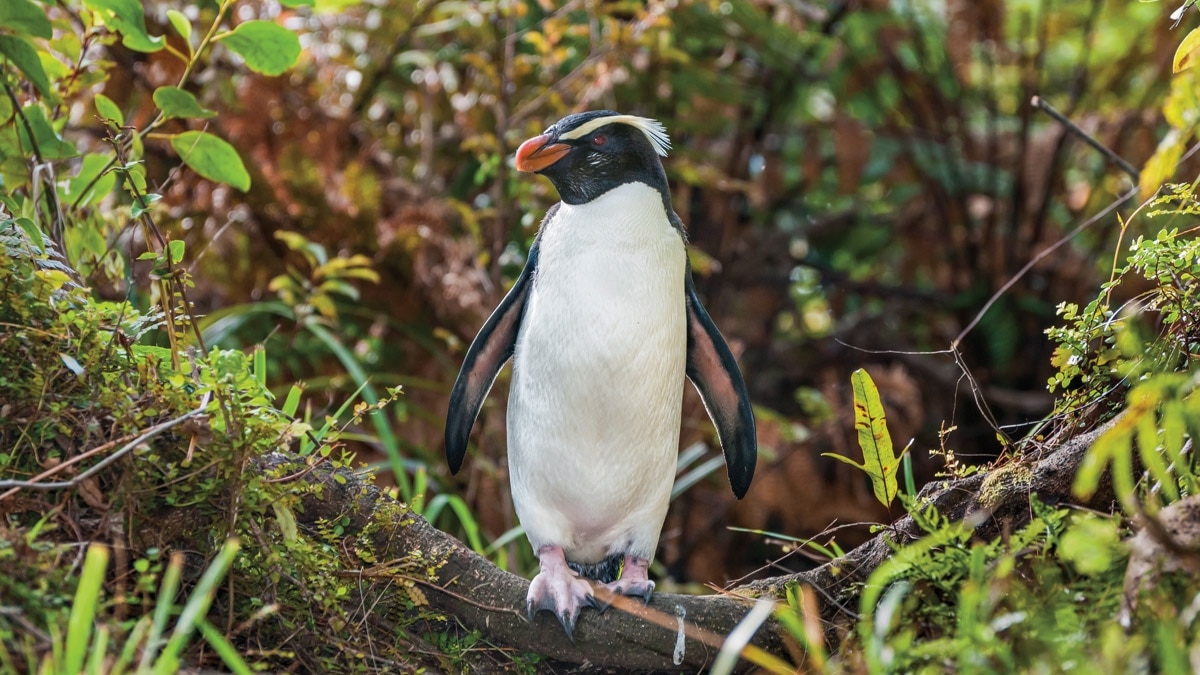 Fiordland Penguin | National Geographic Kids