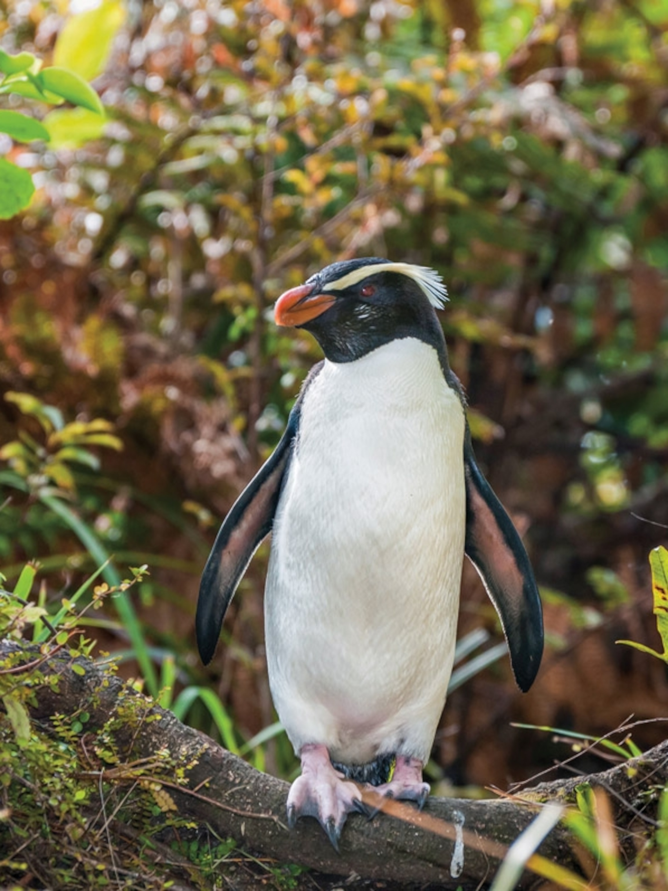 Temperate Penguin Lessons From Antarctic Temperature Records | World
