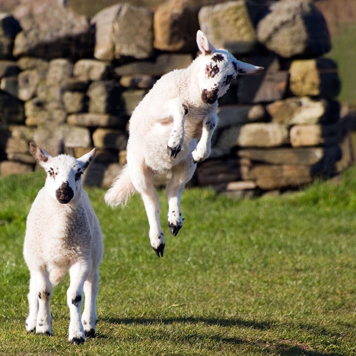 What is a leap year?