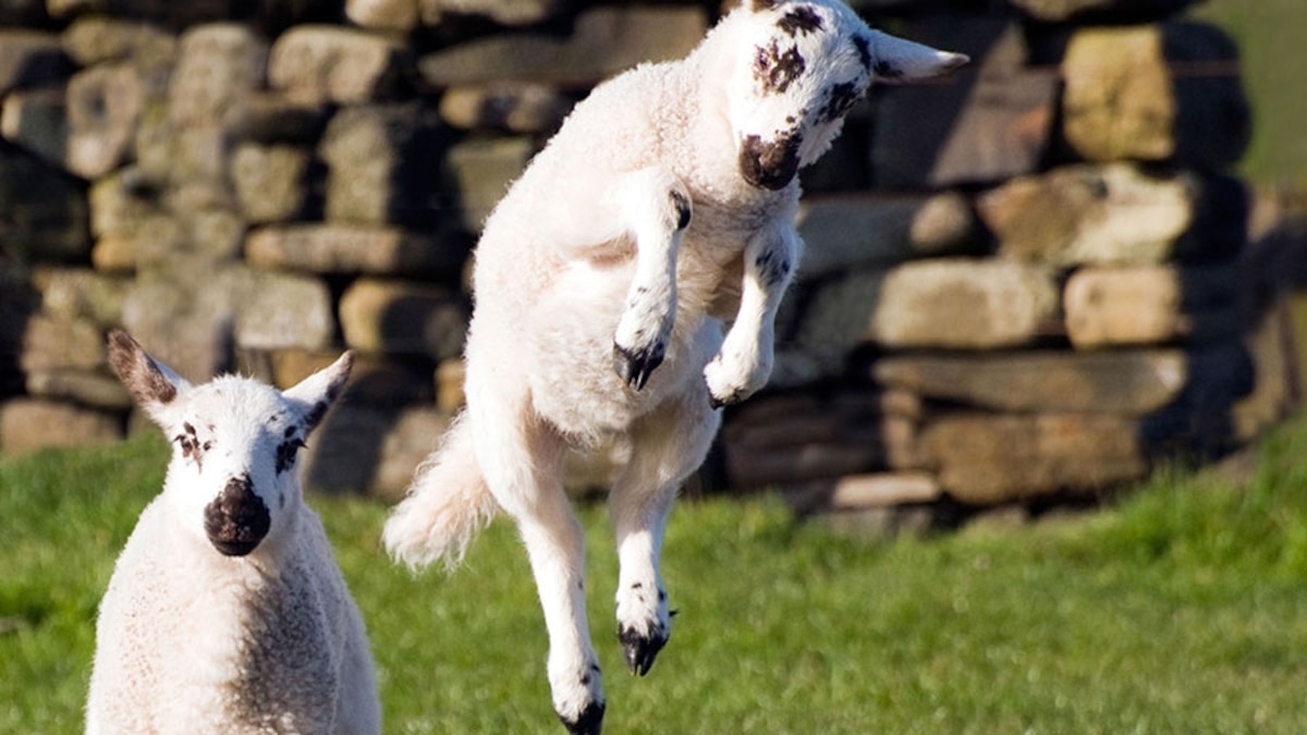 What is a leap year?