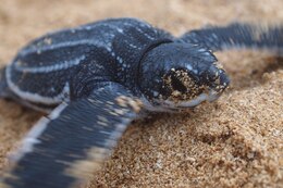 Giant Leatherback Turtle