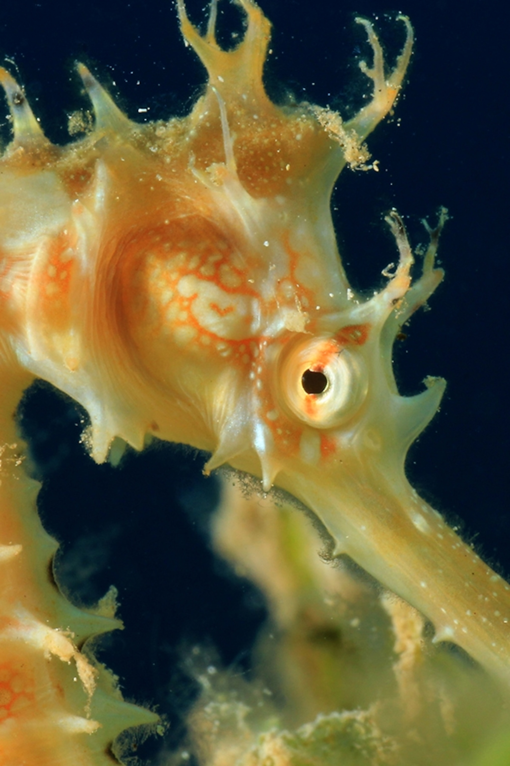 Fascinating Facts About Seahorses Denver Zoo Seahorse Zoo