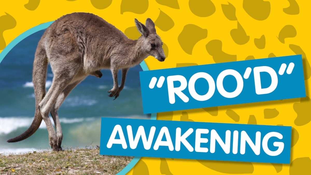 Amazing Animals: Kangaroo Surprise | National Geographic Kids