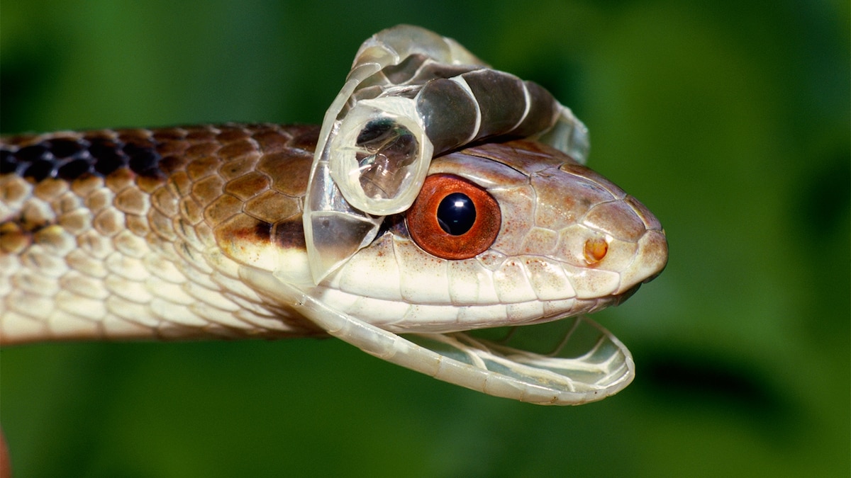 Moment of Eww! | National Geographic Kids