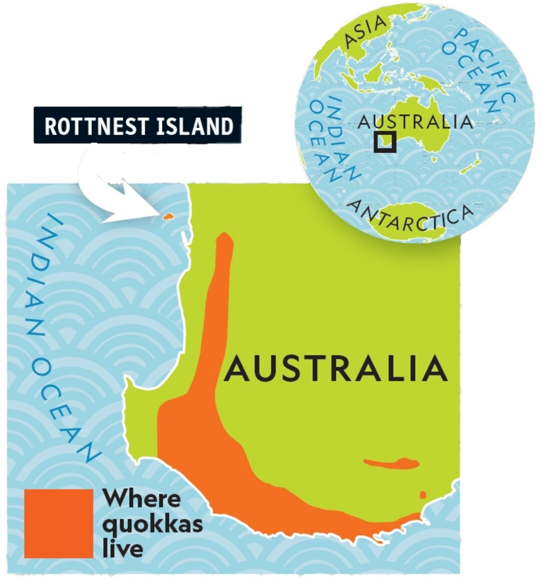 Quokka Habitat Facts For Kids