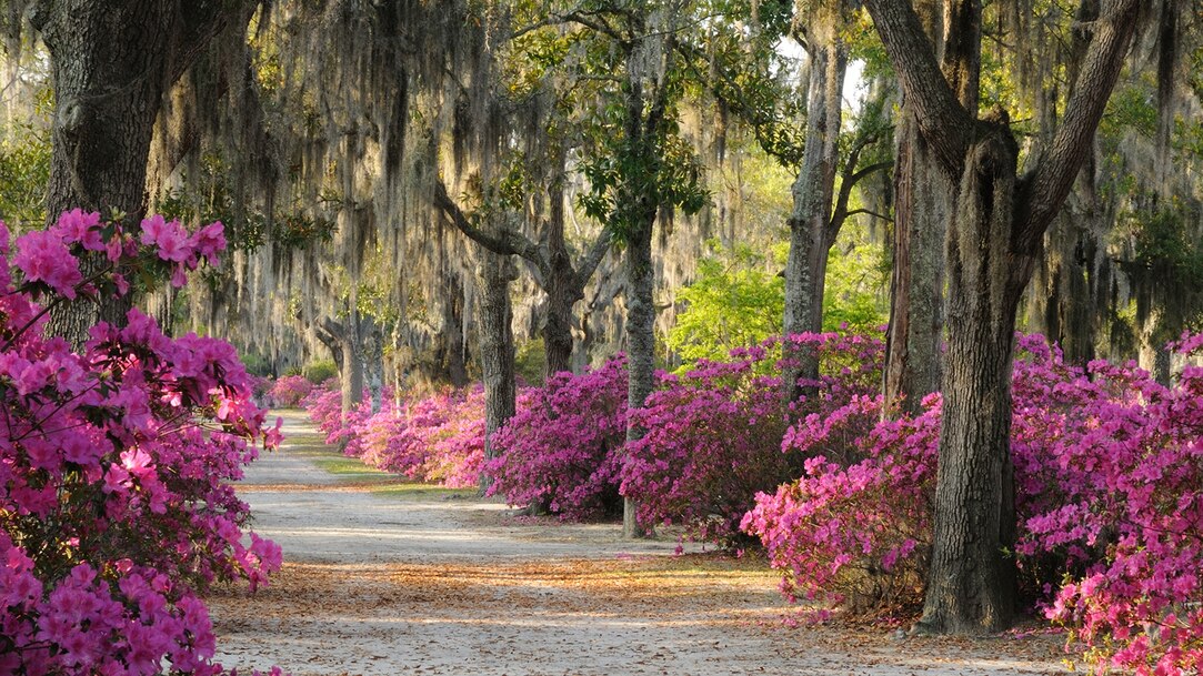 Lower Coastal Plain Georgia Facts For Kids