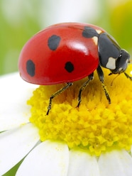 Real Colorful Ladybugs Real Colorful Ladybugs