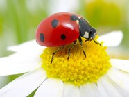 White Ladybug Larvae White Ladybug Larvae