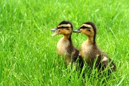 Duckling Baby Hires Stock Photography And Images Alamy Swirlgas Duckling Baby Hires Stock Photography And Images Alamy Swirlgas