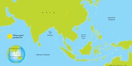 Giant Pandas Habitat And Range