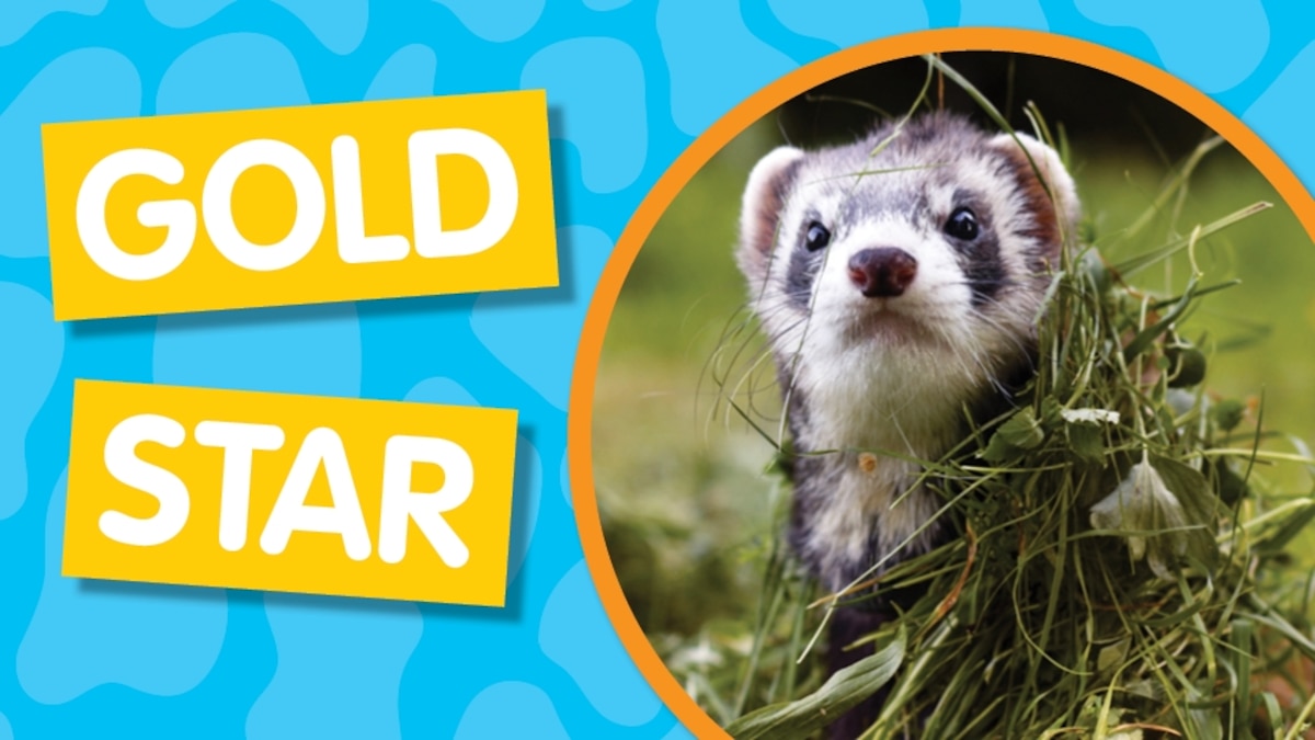 Amazing Animals: Gold Star | National Geographic Kids